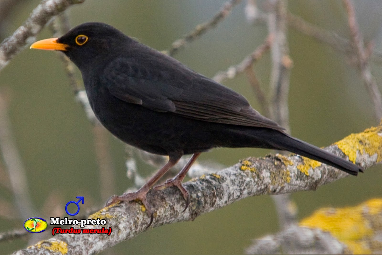 Zoologia: Melro-preto (Turdus merula)